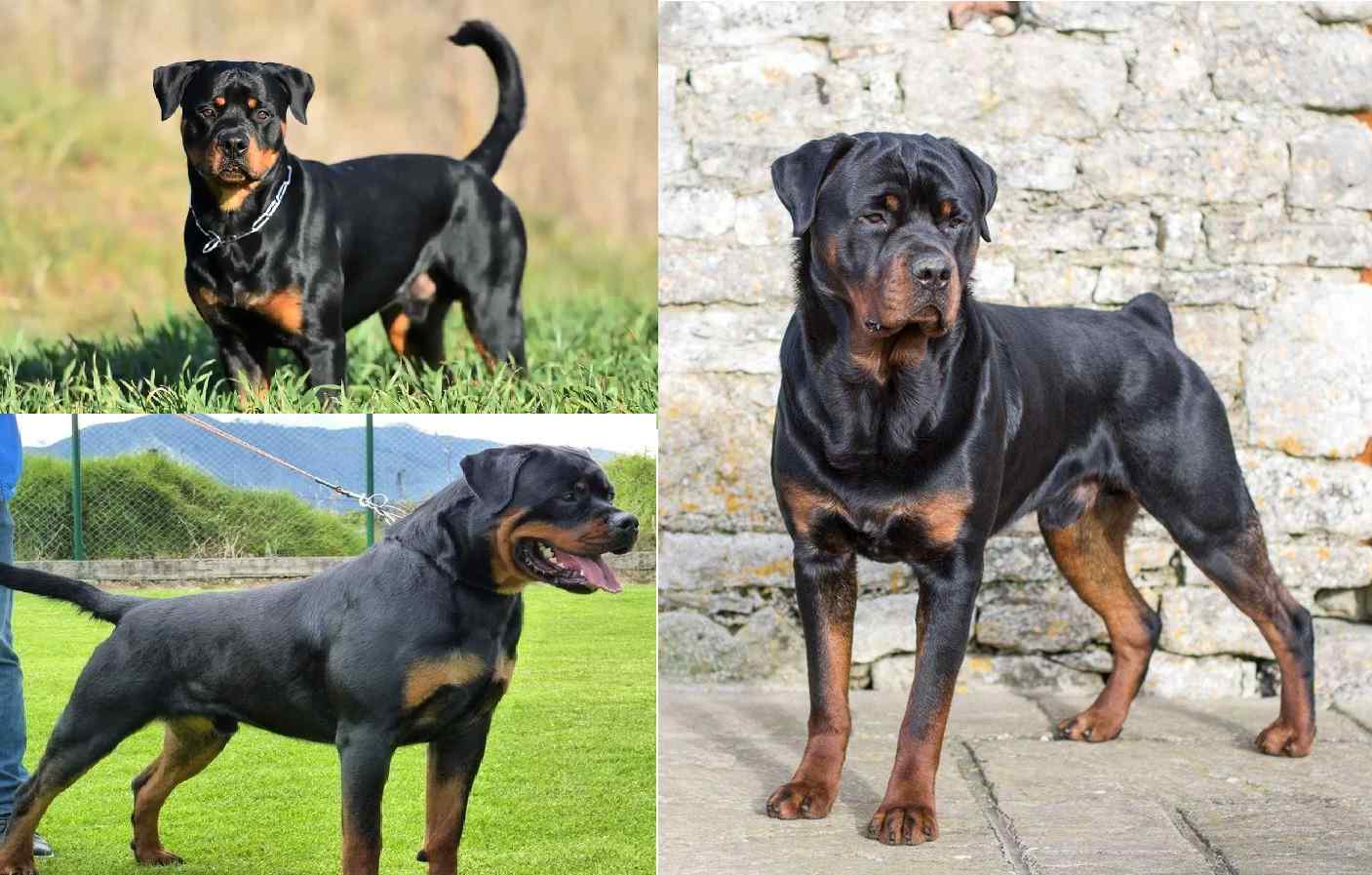 Do Rottweilers Shed? Things To Know About Rottweilers